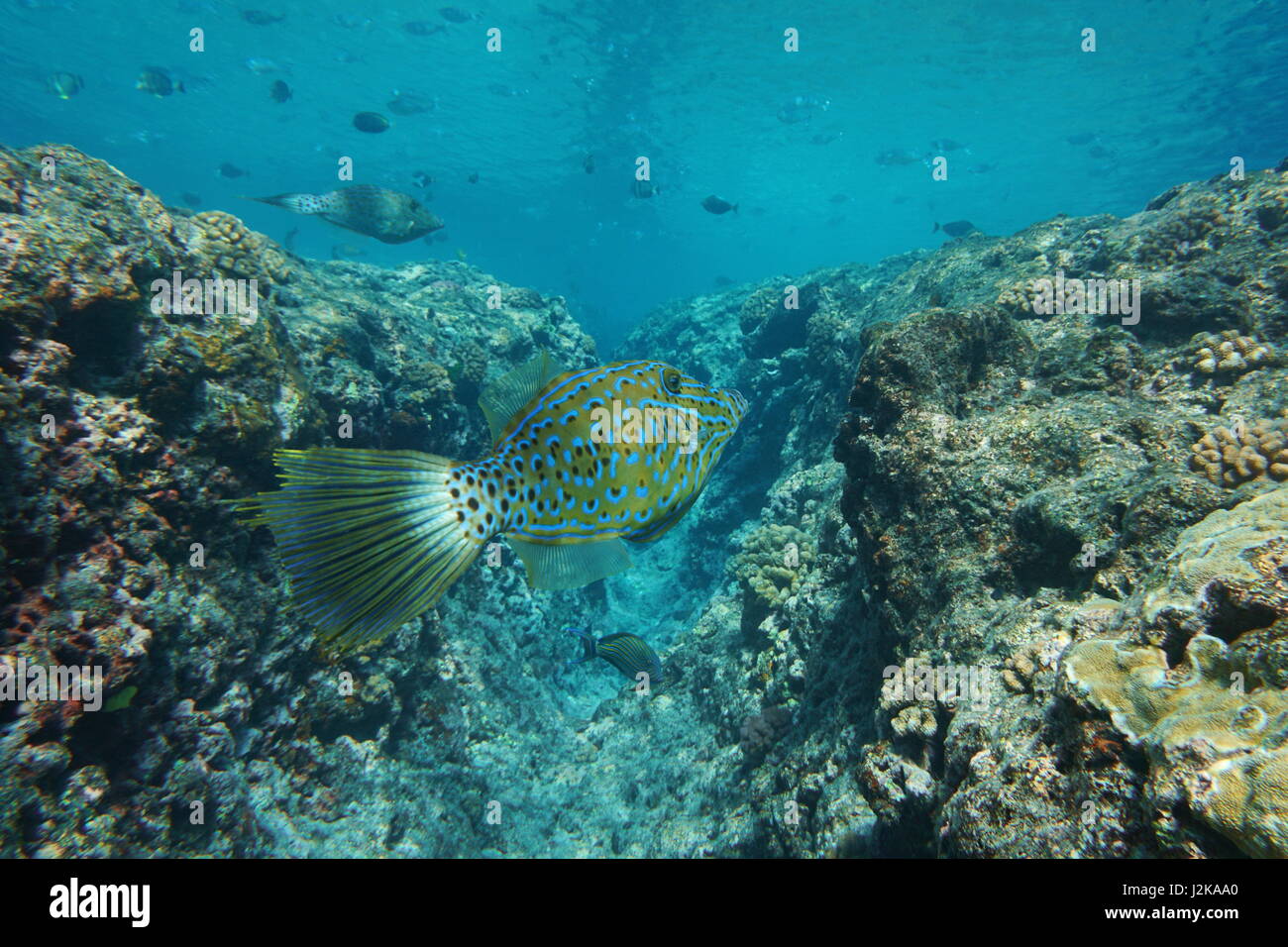 Colorful tropical fish Aluterus scriptus, commonly known as scrawled ...