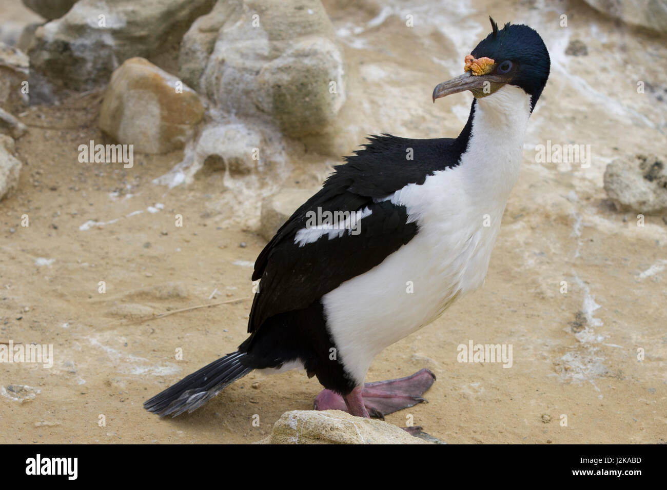 Blue Eyed Shag Stock Photo - Alamy