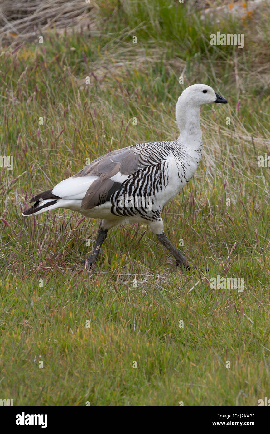 Upland goose birds falklands hi-res stock photography and images - Alamy