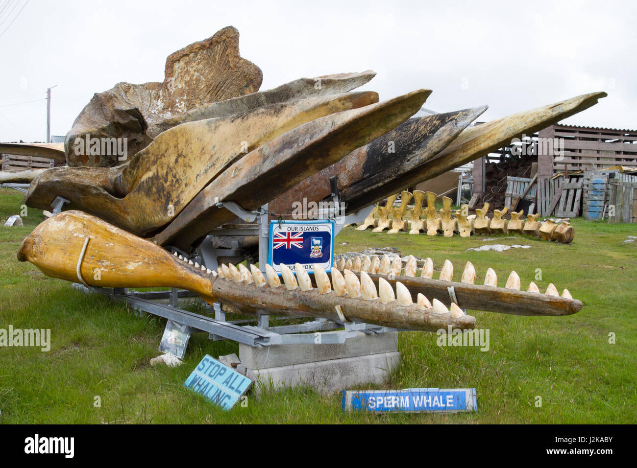 Whalebones hi-res stock photography and images - Alamy