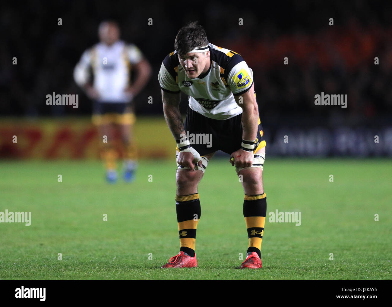 Wasps Guy Thompson High Resolution Stock Photography and Images - Alamy