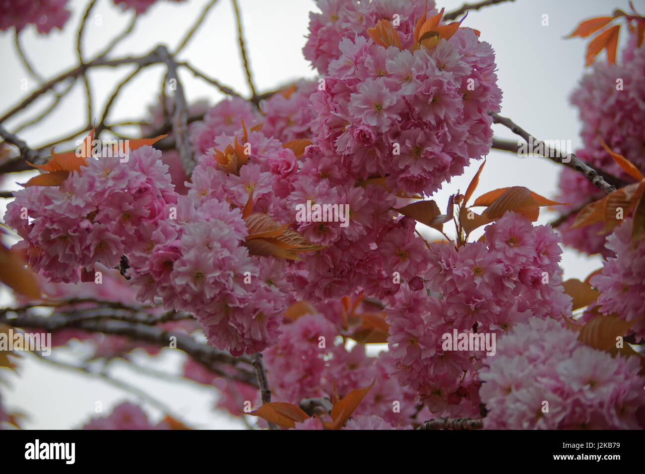 Beautiful closeup spring blossoming tree hi-res stock photography and ...