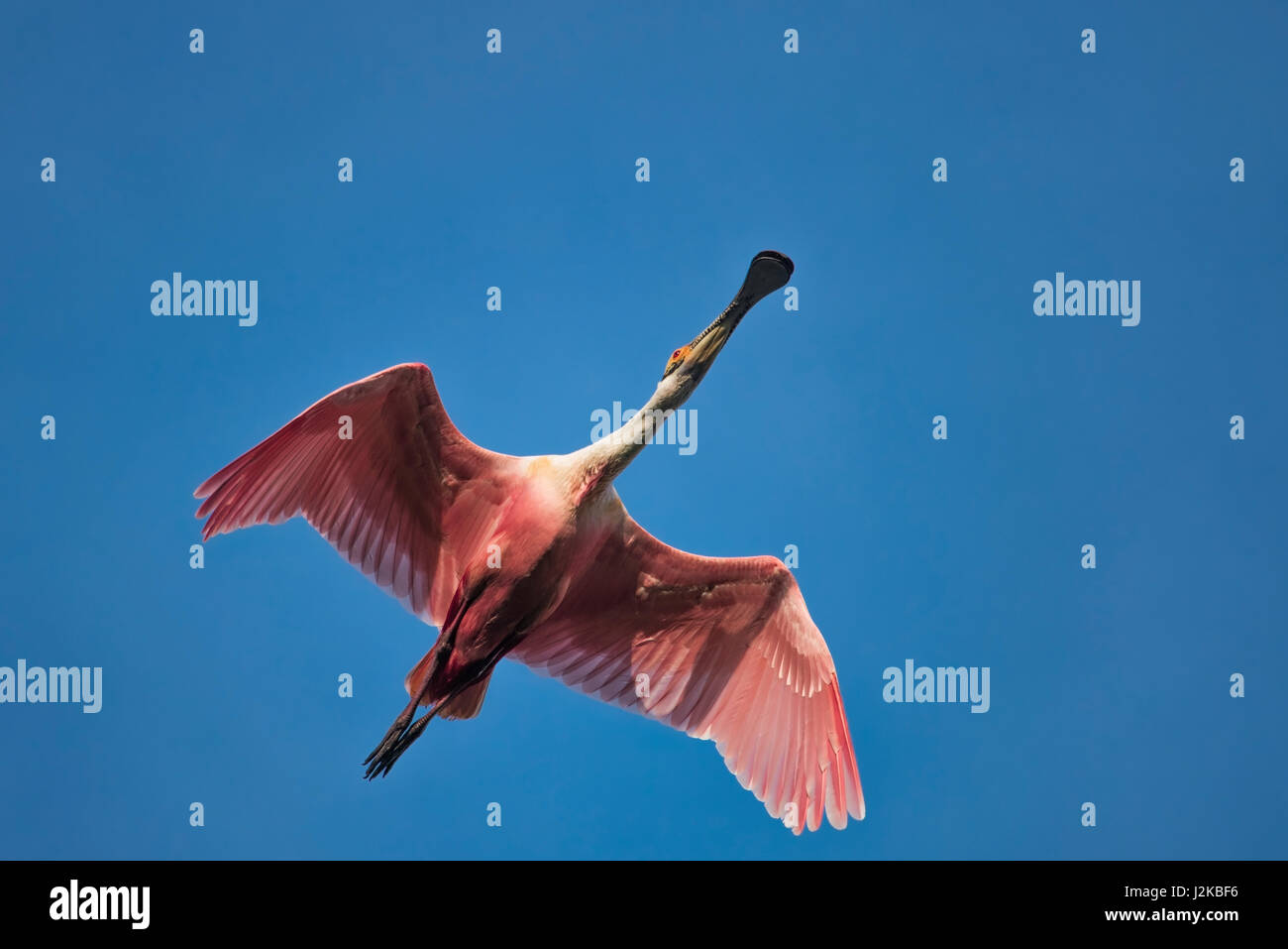 Roseate Spoonbill in Flight at Jefferson Island Stock Photo - Alamy