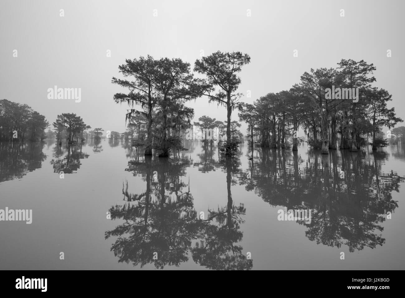 Louisiana swamp Black and White Stock Photos & Images - Alamy