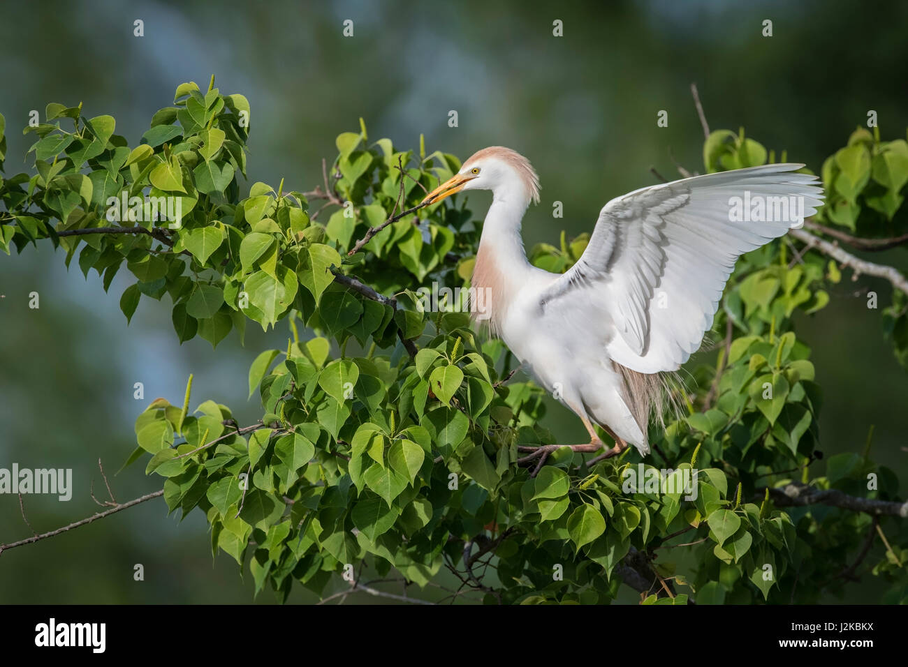 Bird gathering sticks hi-res stock photography and images - Alamy