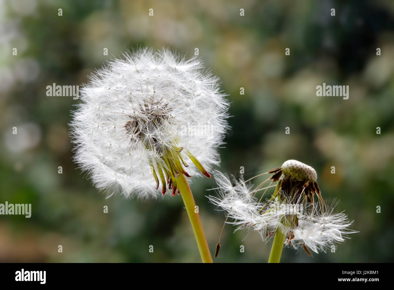 Soft seeds hi-res stock photography and images - Alamy