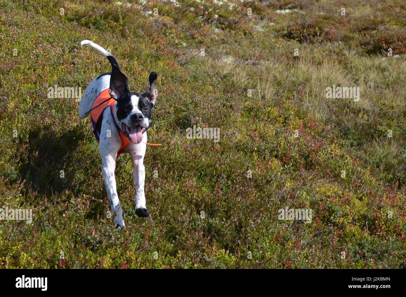 English pointer hi-res stock photography and images - Alamy