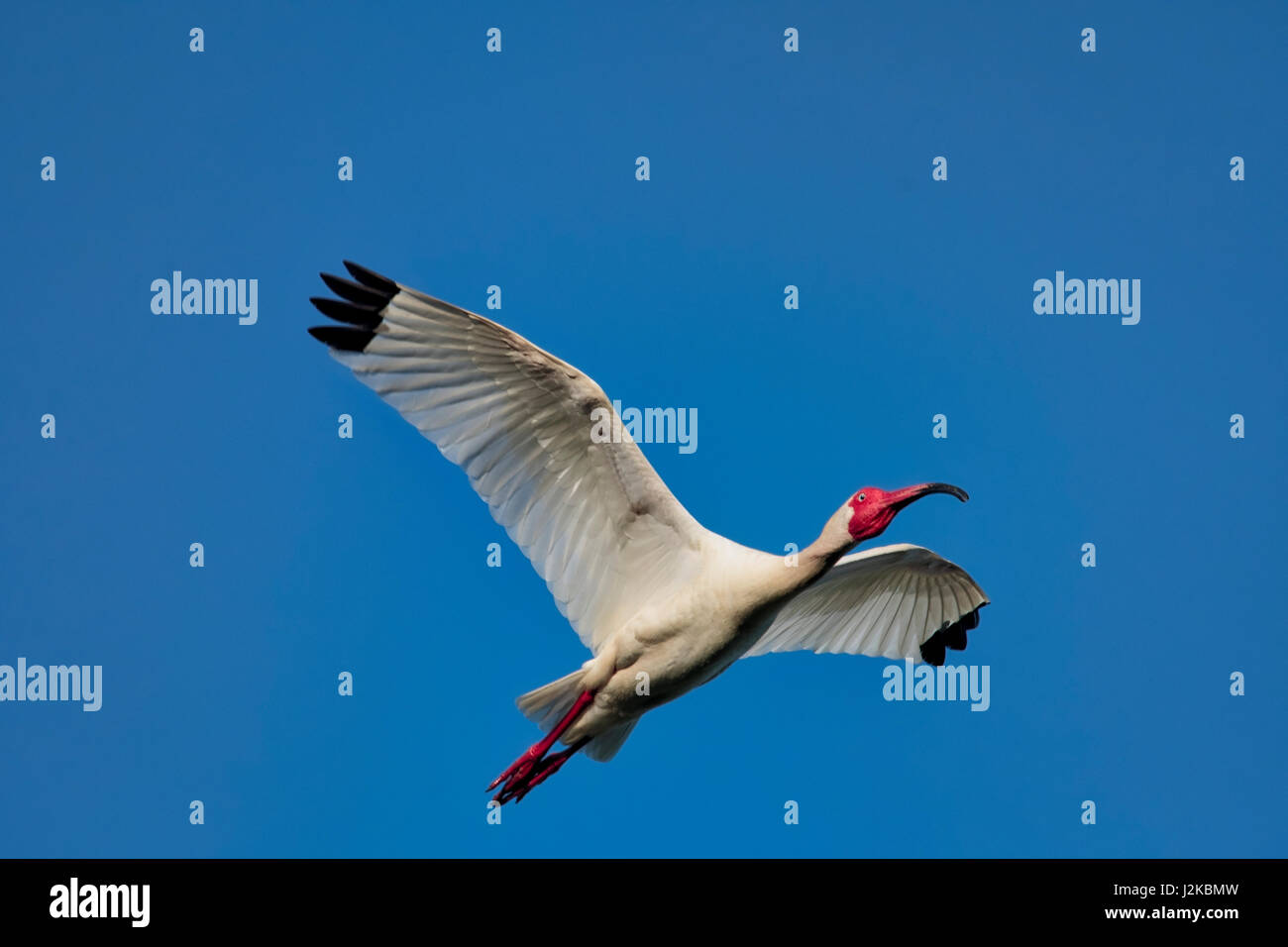 White Ibis in Flight Millers Lake, Louisiana Stock Photo - Alamy