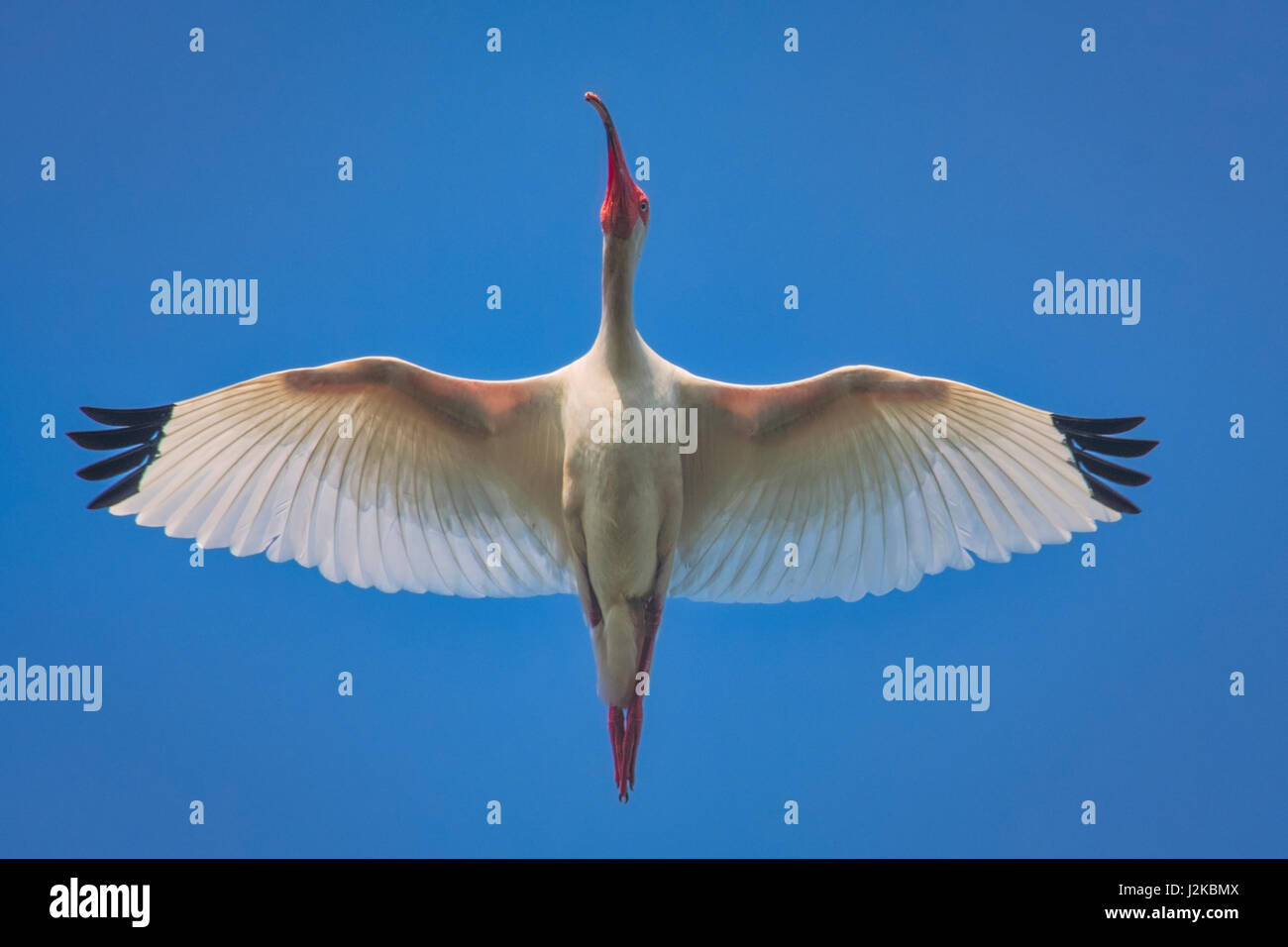 White Ibis in Flight Millers Lake, Louisiana Stock Photo - Alamy