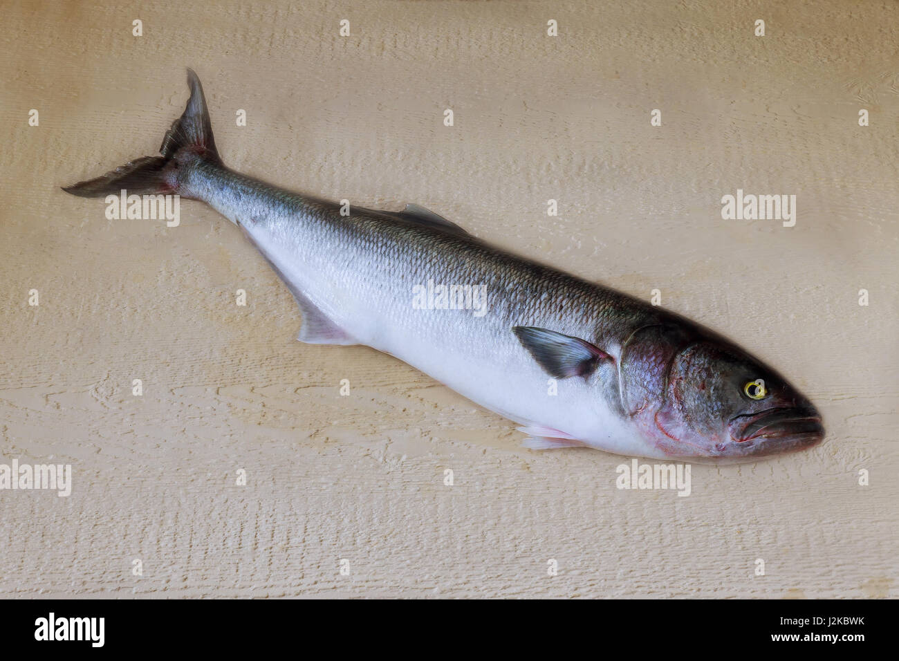 Grey fish hi-res stock photography and images - Alamy
