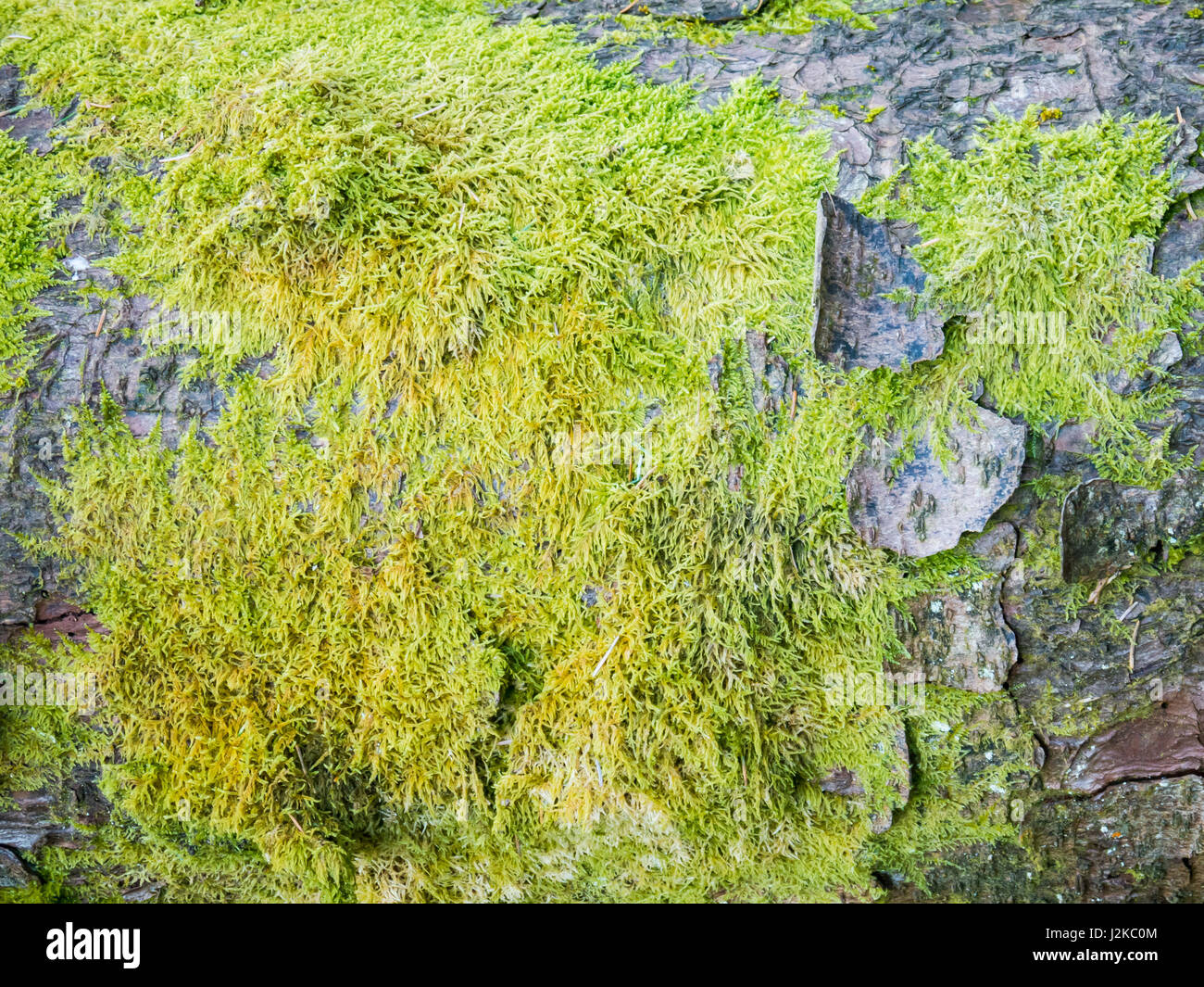 Moss growing on a fallen log hi-res stock photography and images - Alamy