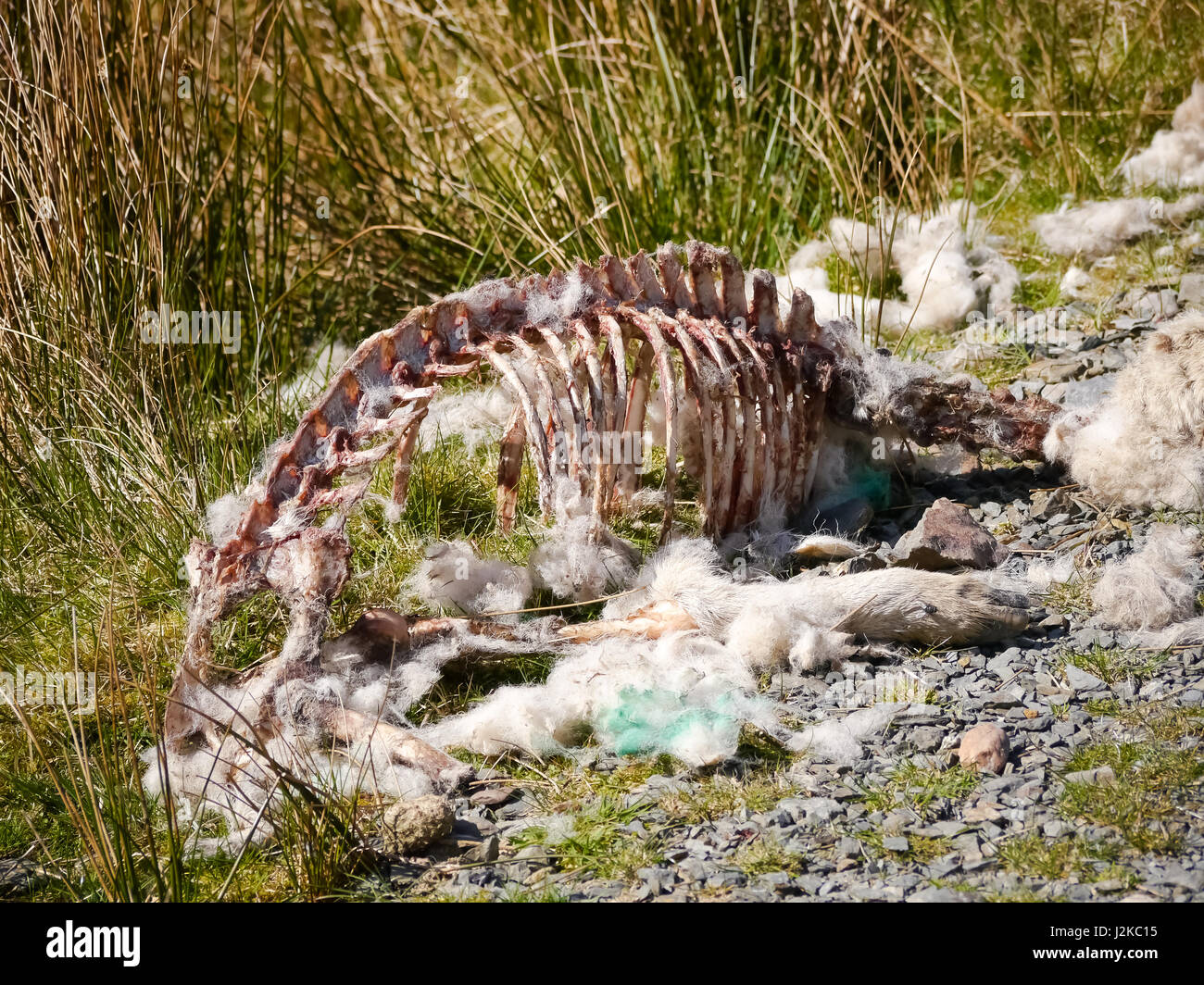 The carcass of a dead sheep that has been picked clean by scavengers ...
