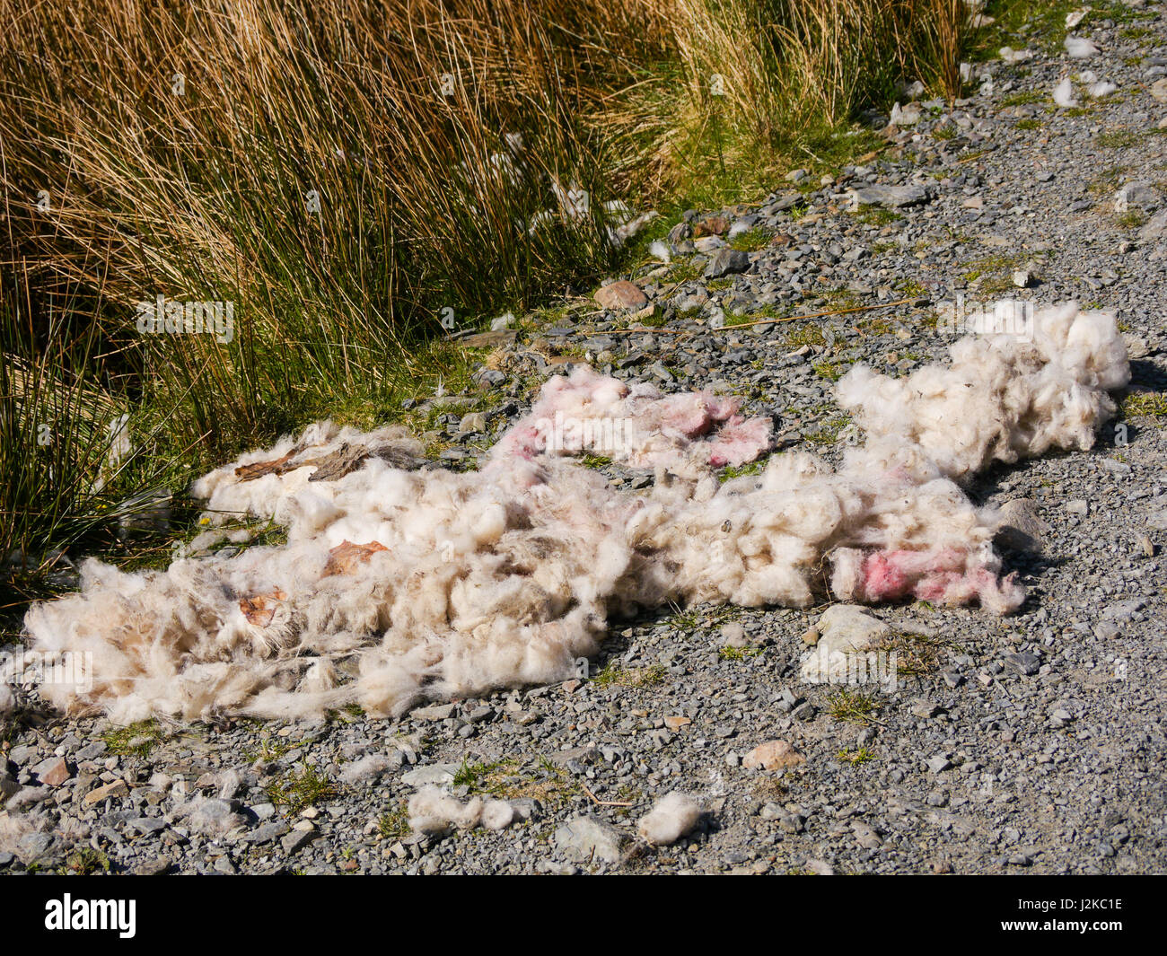 Body farm decomposition hi-res stock photography and images - Alamy