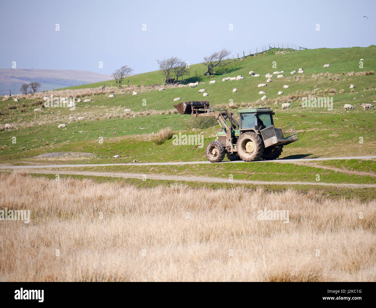 A farm tractor on a rural road with grazing sheep in the background ...