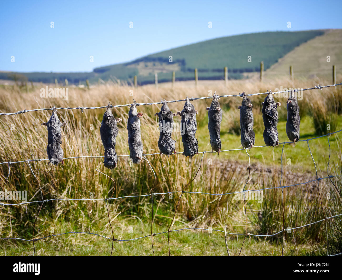 Dead moles caught hi-res stock photography and images - Alamy