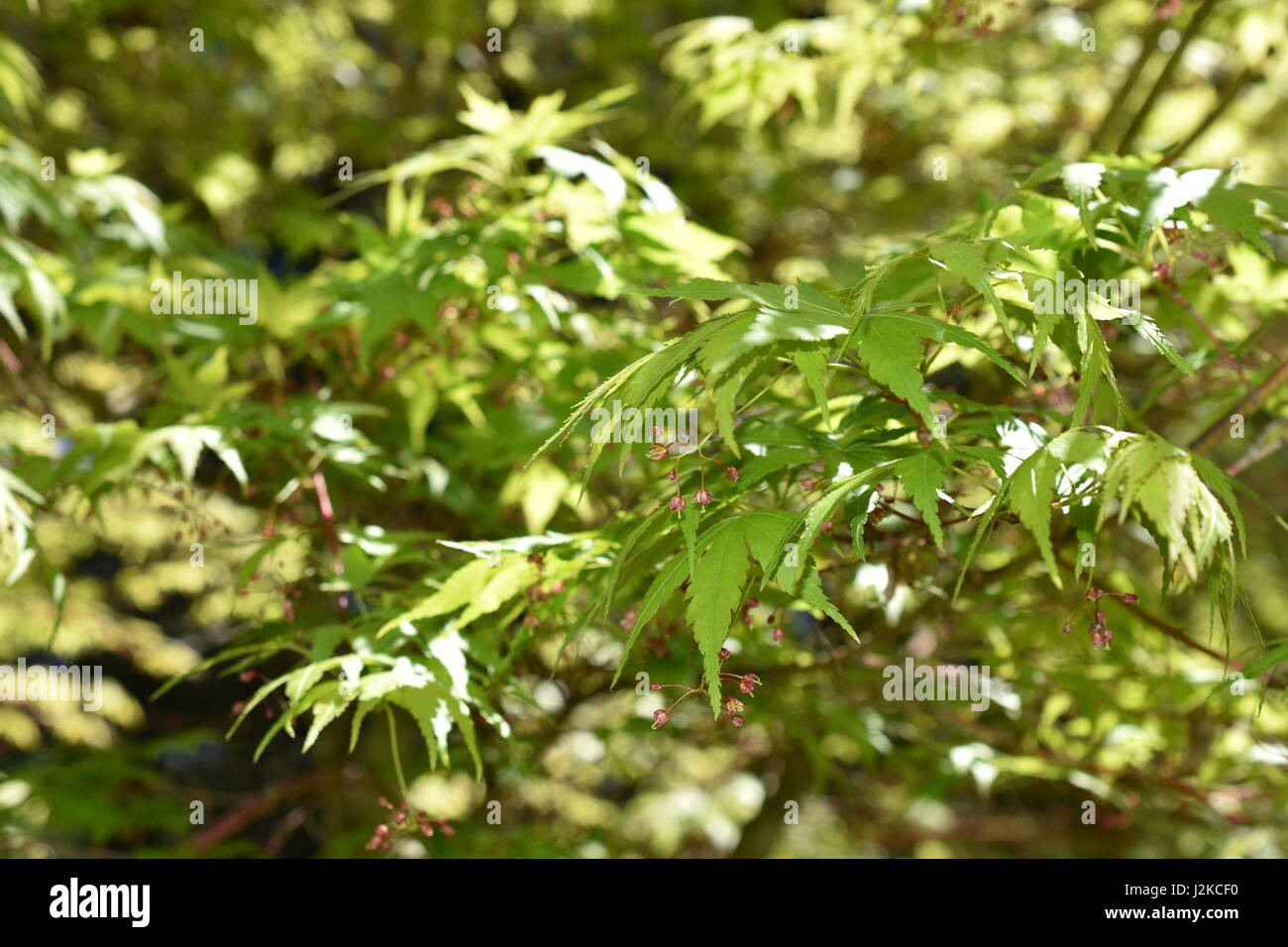 Japanese maple tree hi-res stock photography and images - Alamy