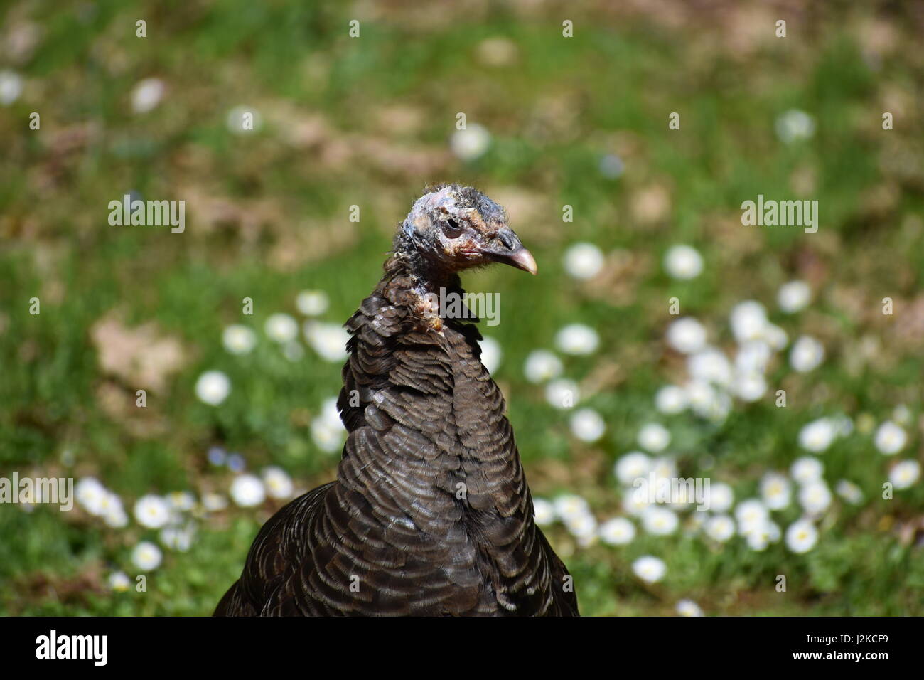 Wild turkey in southern Oregon Stock Photo - Alamy