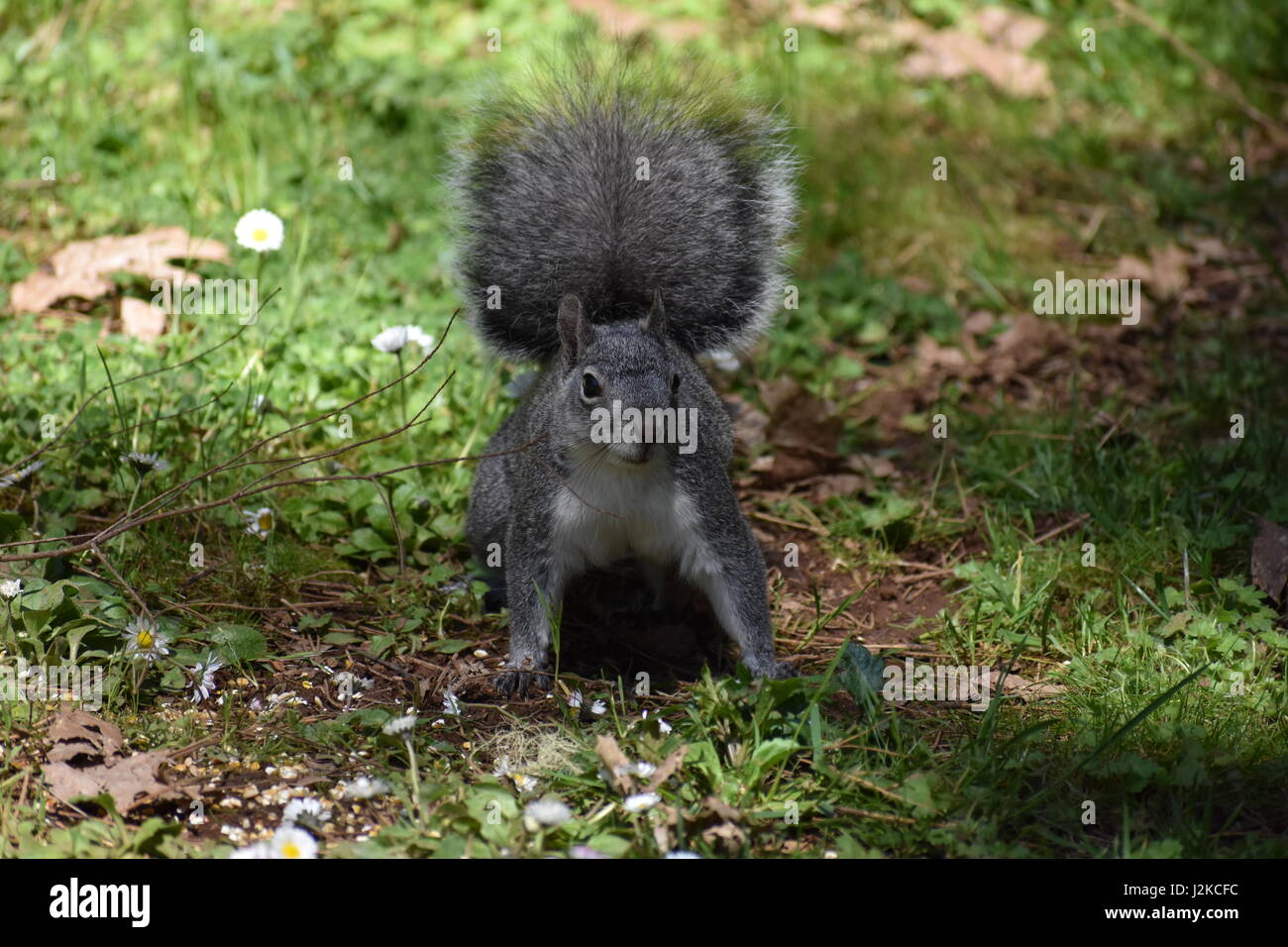 Western grey squirrel hi-res stock photography and images - Alamy