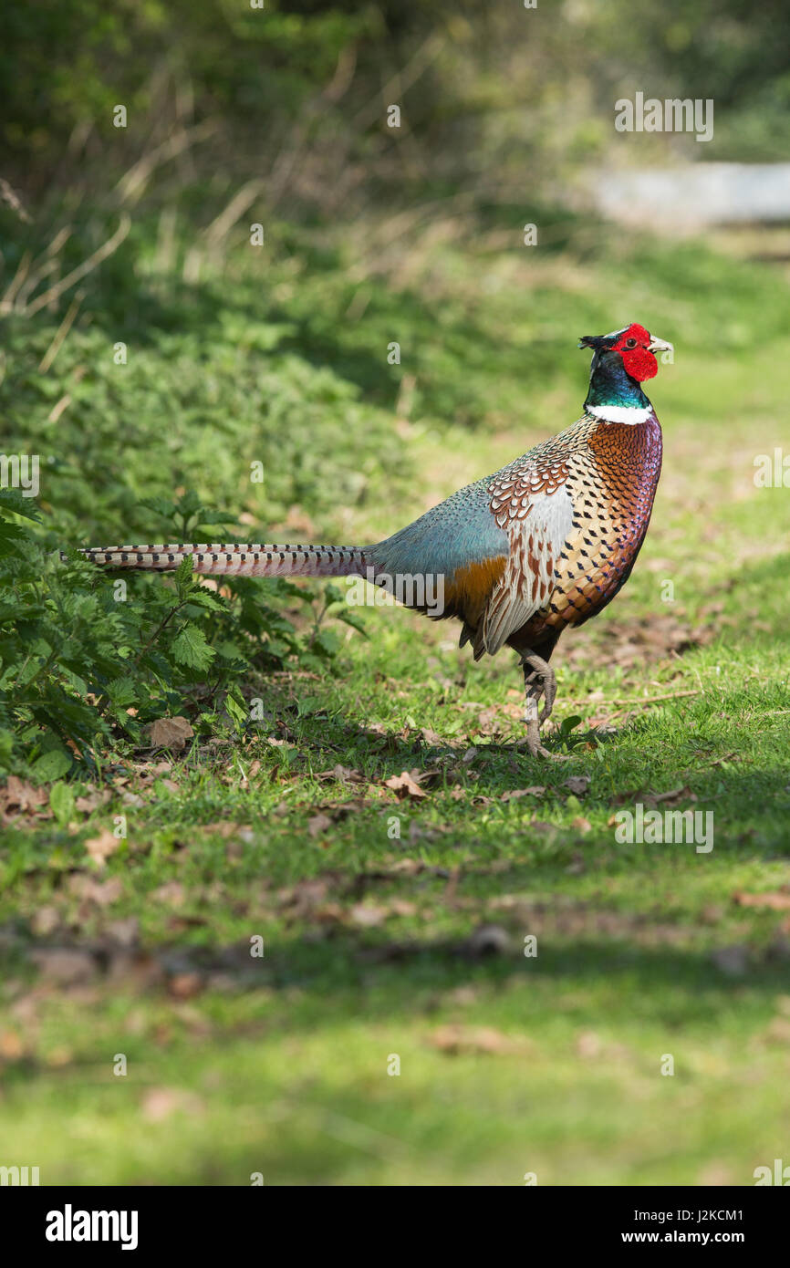 Cock Pheasant (Phasianus colchicus). Male in full resplendent iridescent breeding plumage ...