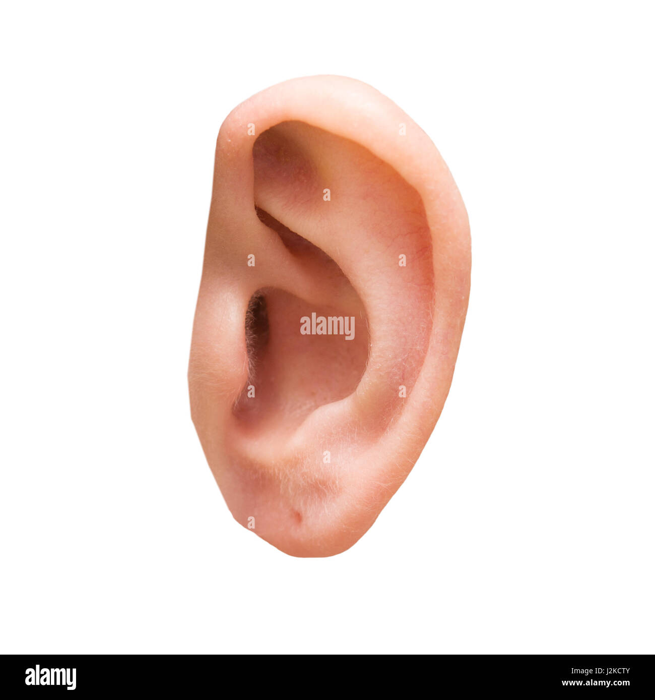 Human Ear Cut Out Stock Images & Pictures - Alamy