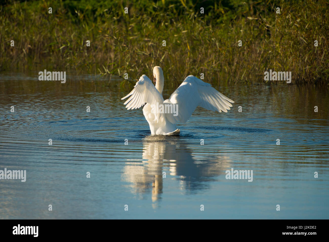 Stretch reflection wildlife hi-res stock photography and images - Alamy