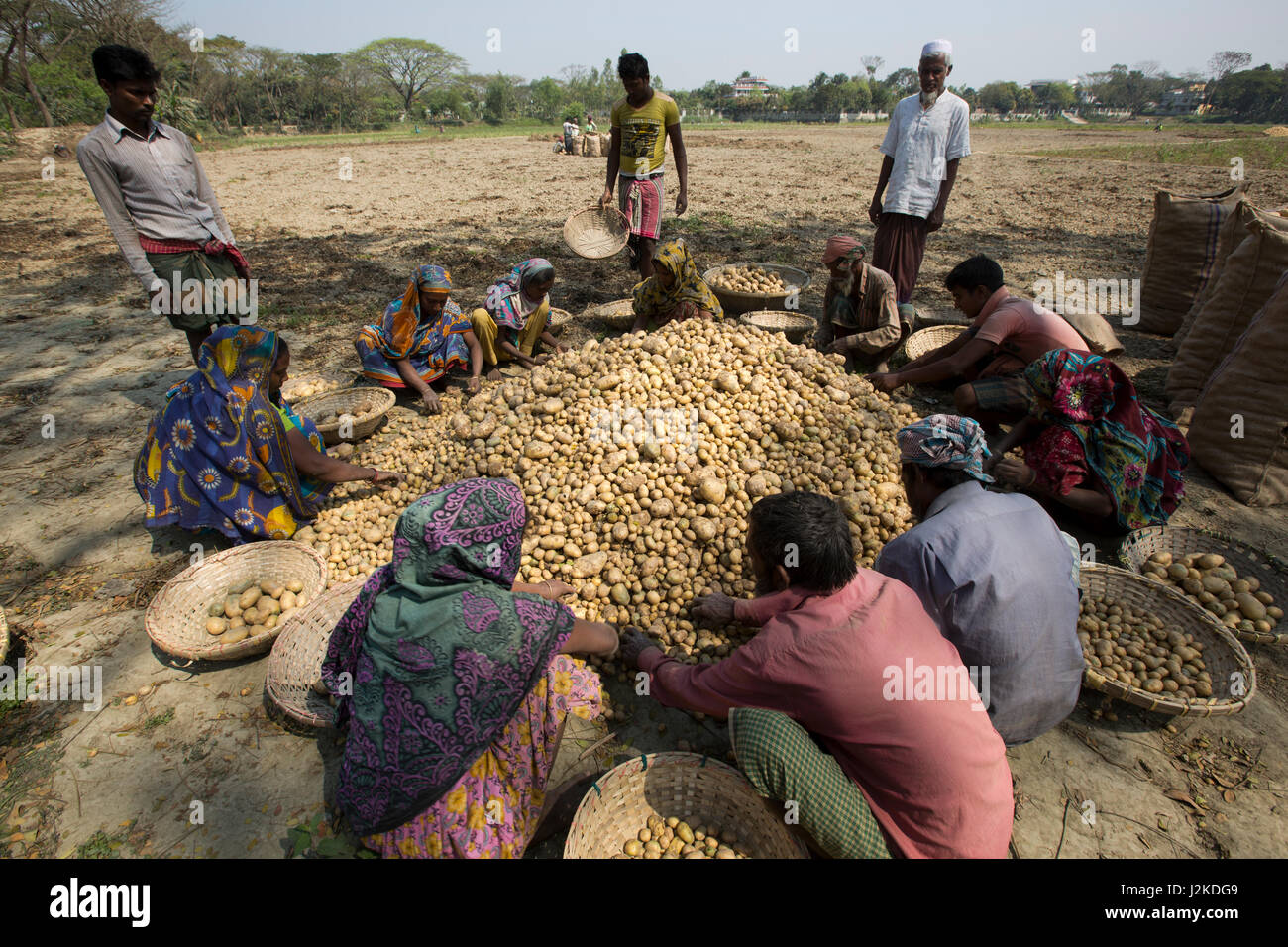 Potatoes sack farmers field hi-res stock photography and images - Alamy