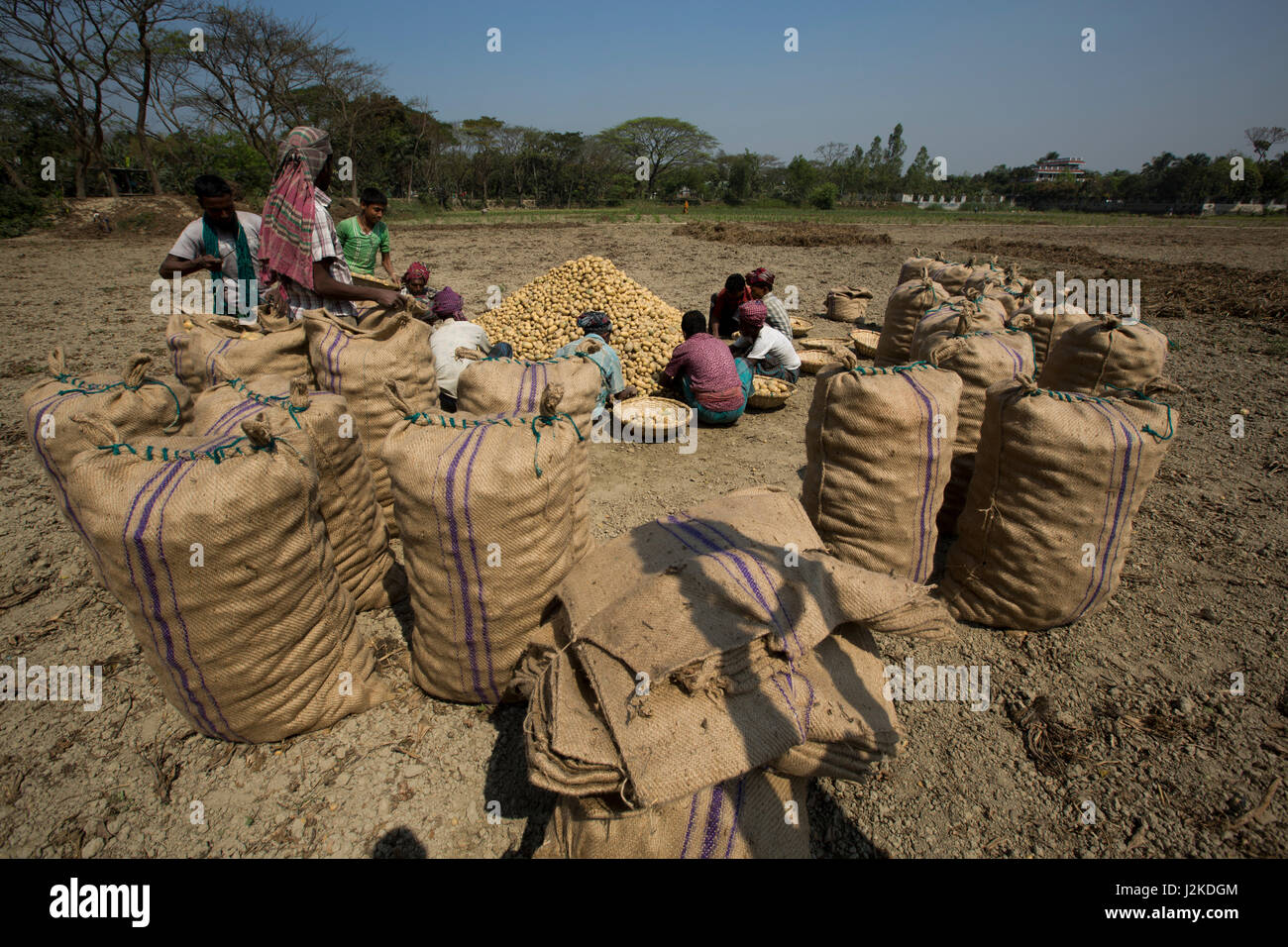 Potatoes sack farmers field hi-res stock photography and images - Alamy