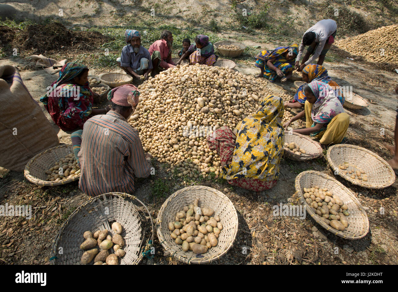 Potatoes sack farmers field hi-res stock photography and images - Alamy