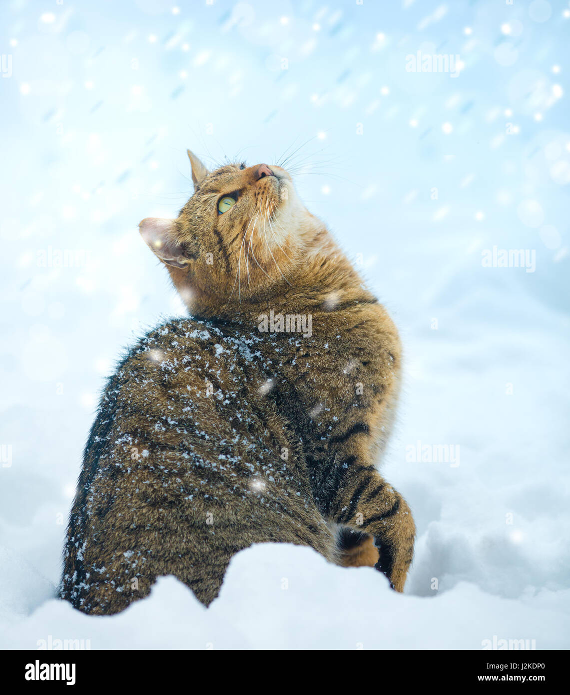 Cat with raised paw looking up on fallen snow. Cat with head up sitting ...