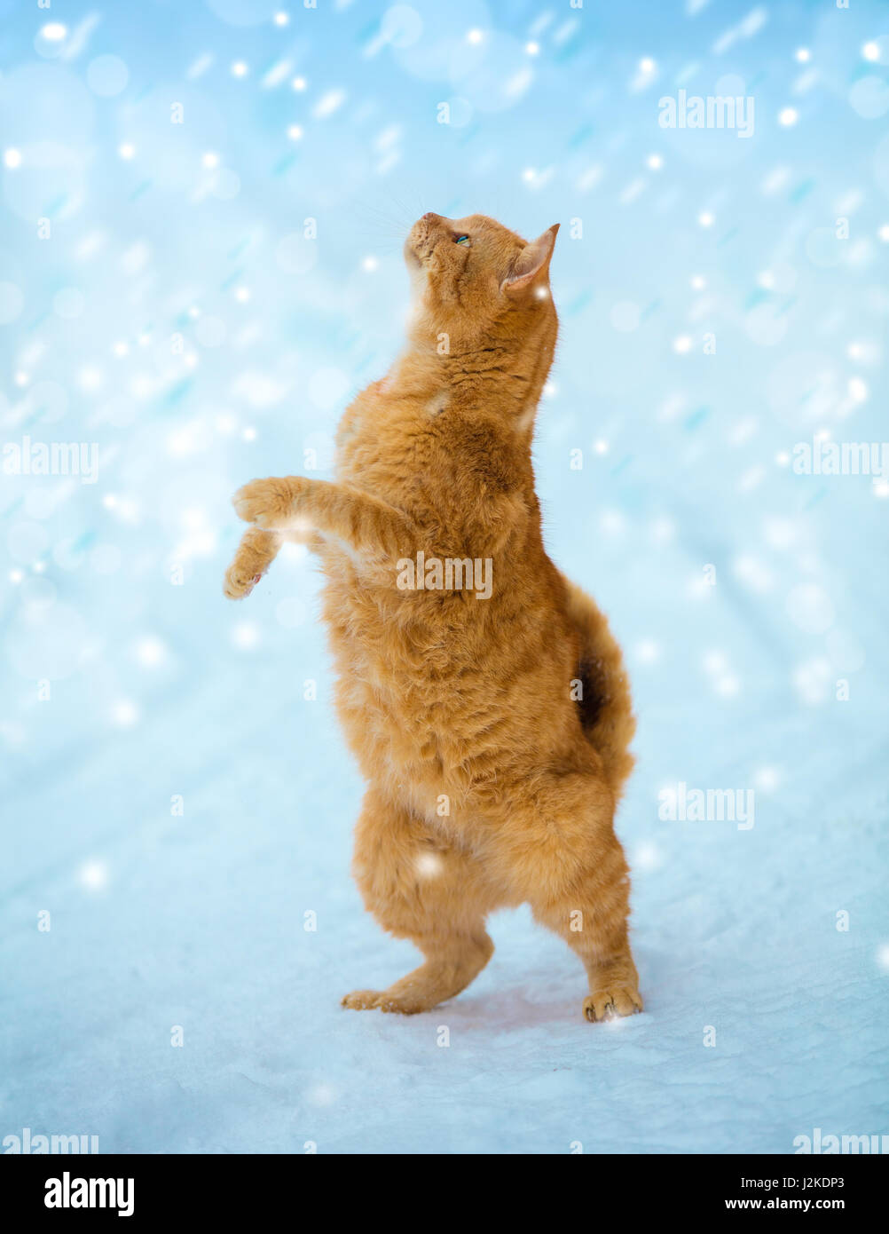 Cat Standing Up In Snow