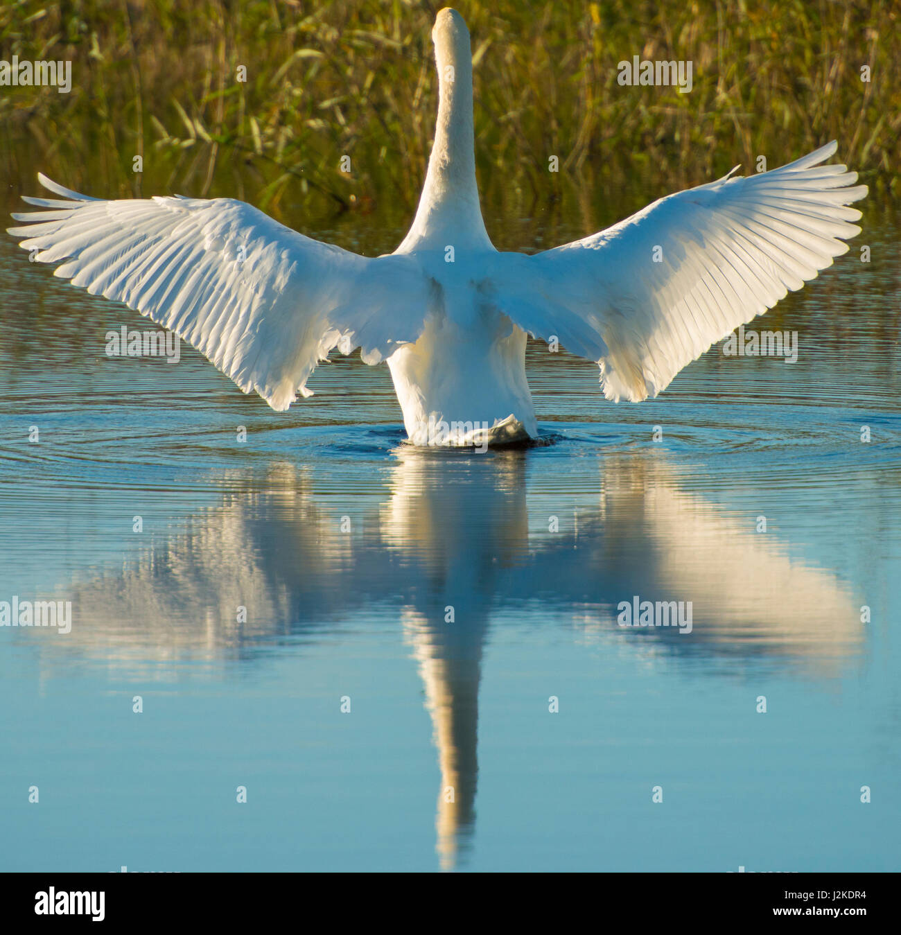 Stretch reflection wildlife hi-res stock photography and images - Alamy