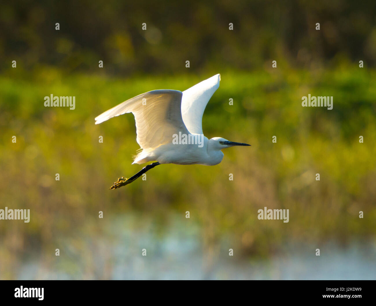 Egret in flight Stock Photo - Alamy