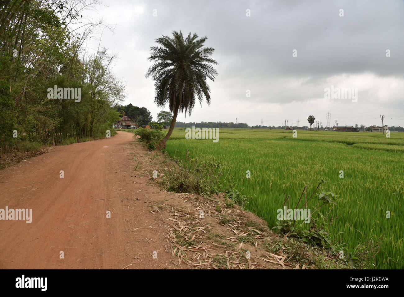 Beautiful muddy path beside paddy field Stock Photo - Alamy