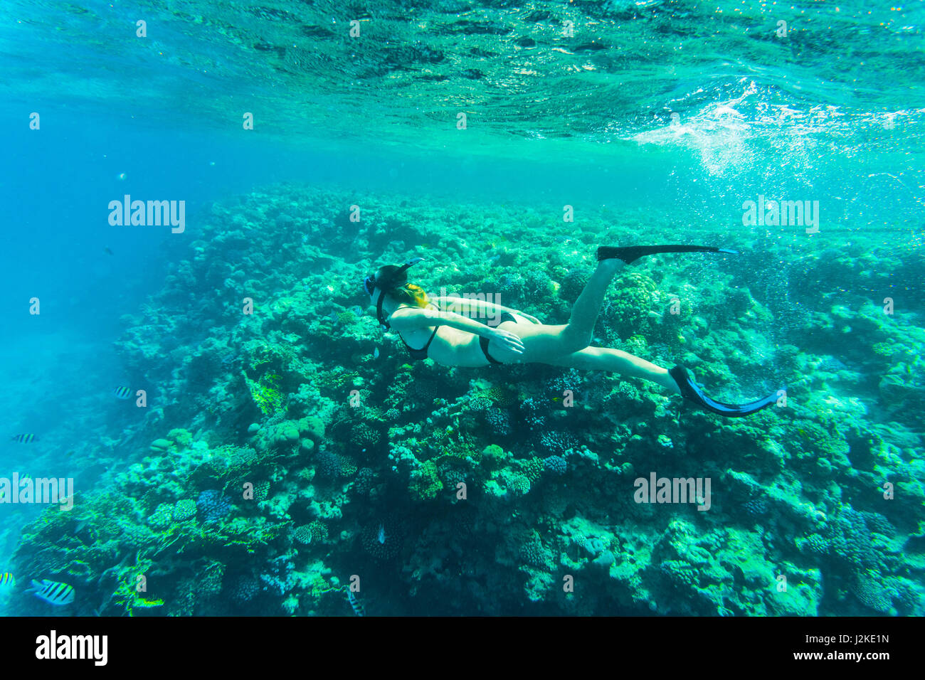 Beautiful coral reef with young freediver woman, underwater life Stock ...