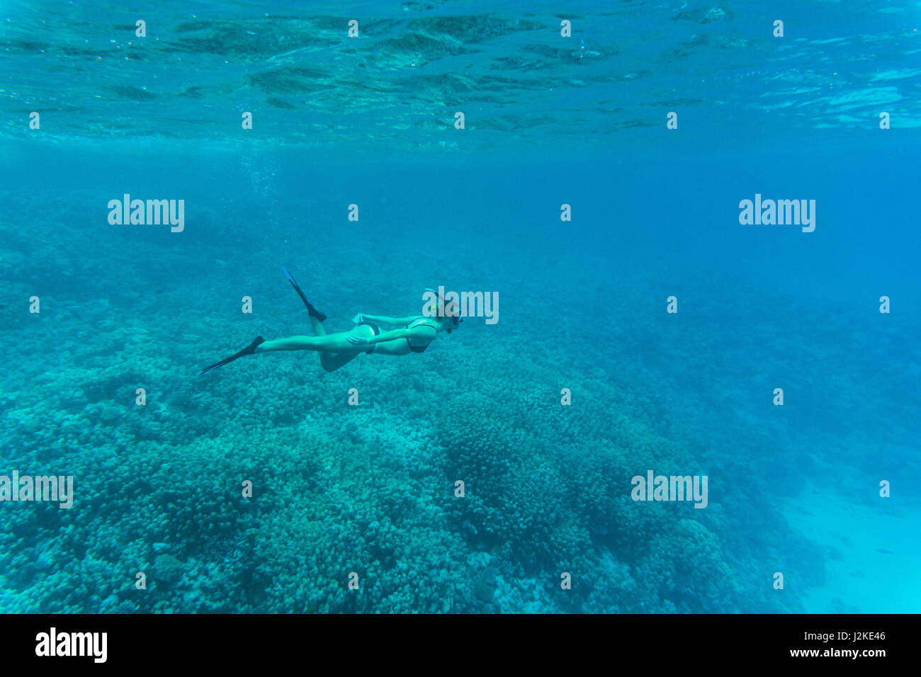 Young lady swimming underwater over coral reefs in sea Stock Photo - Alamy