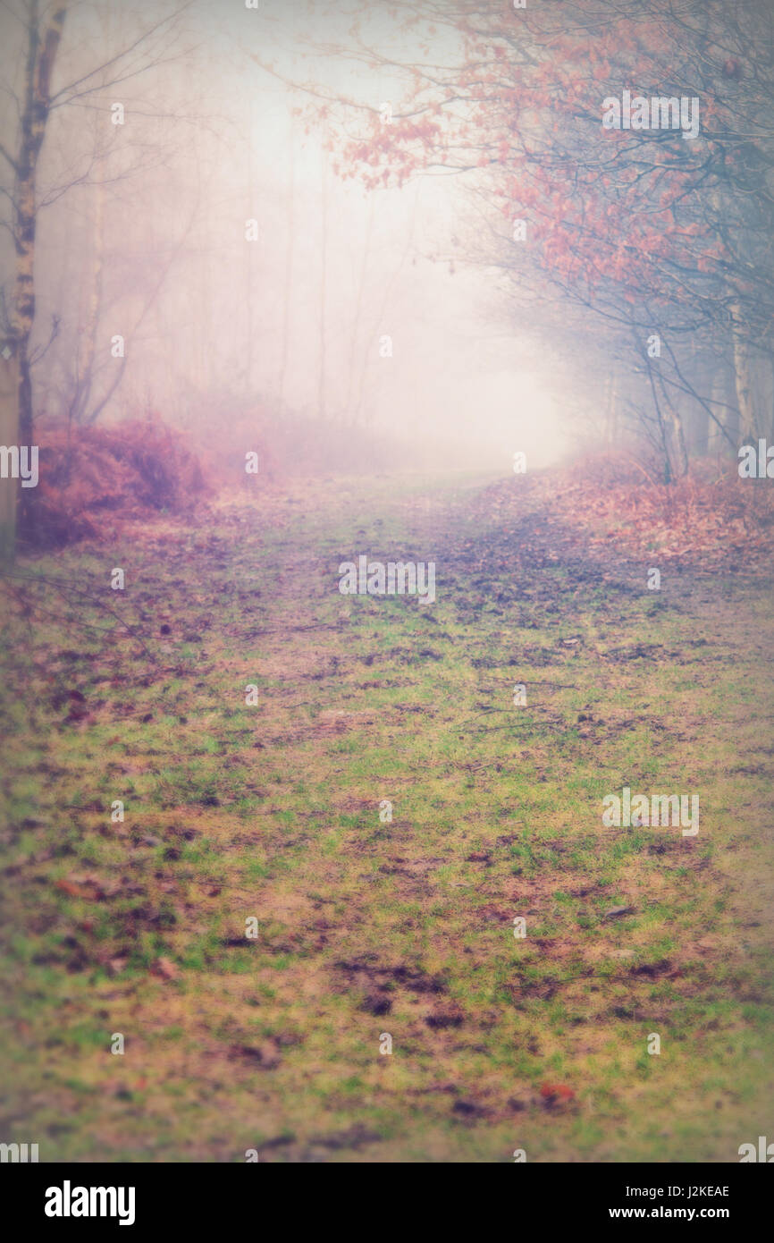 English woodland on a foggy misty January morning Stock Photo - Alamy