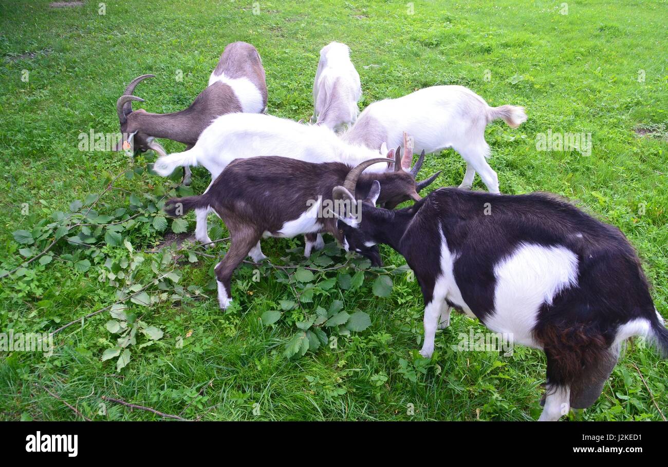 Farm goats hi-res stock photography and images - Alamy