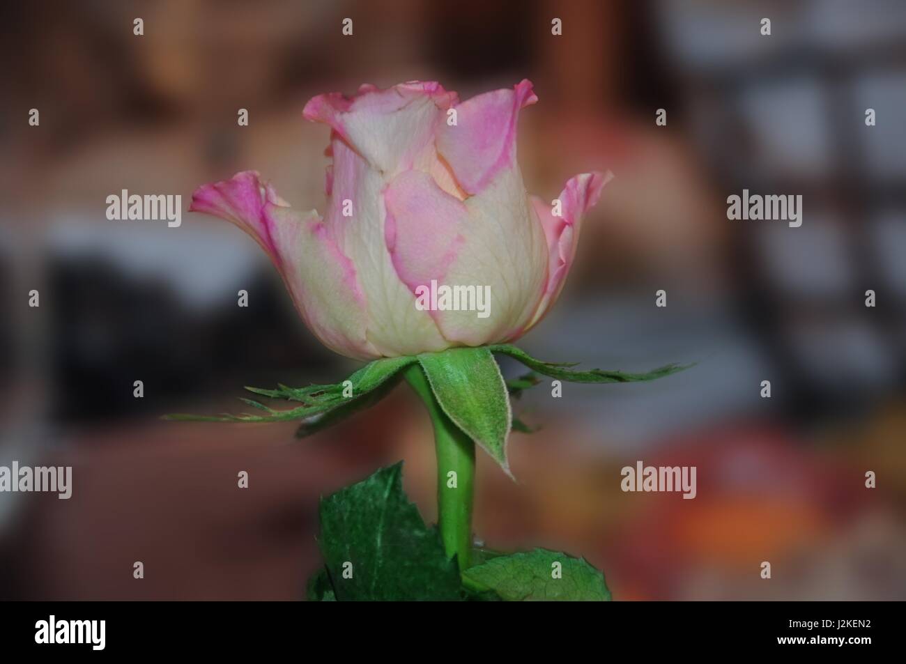 lone pink rose Stock Photo - Alamy