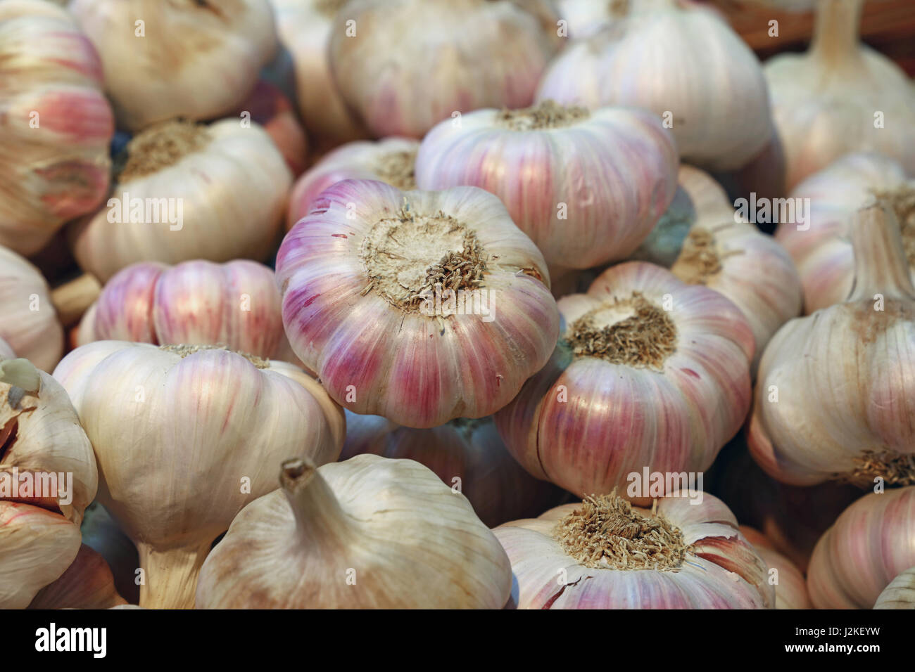Fresh white and purple garlic bulbs cloves sale on retail food market ...