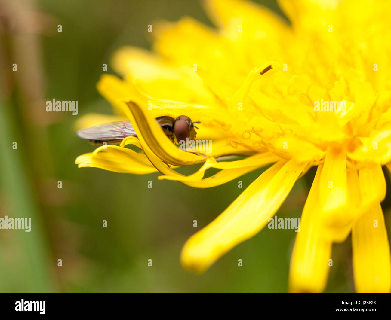 yellow dandelion macro taken from the side close up with a fly eating ...