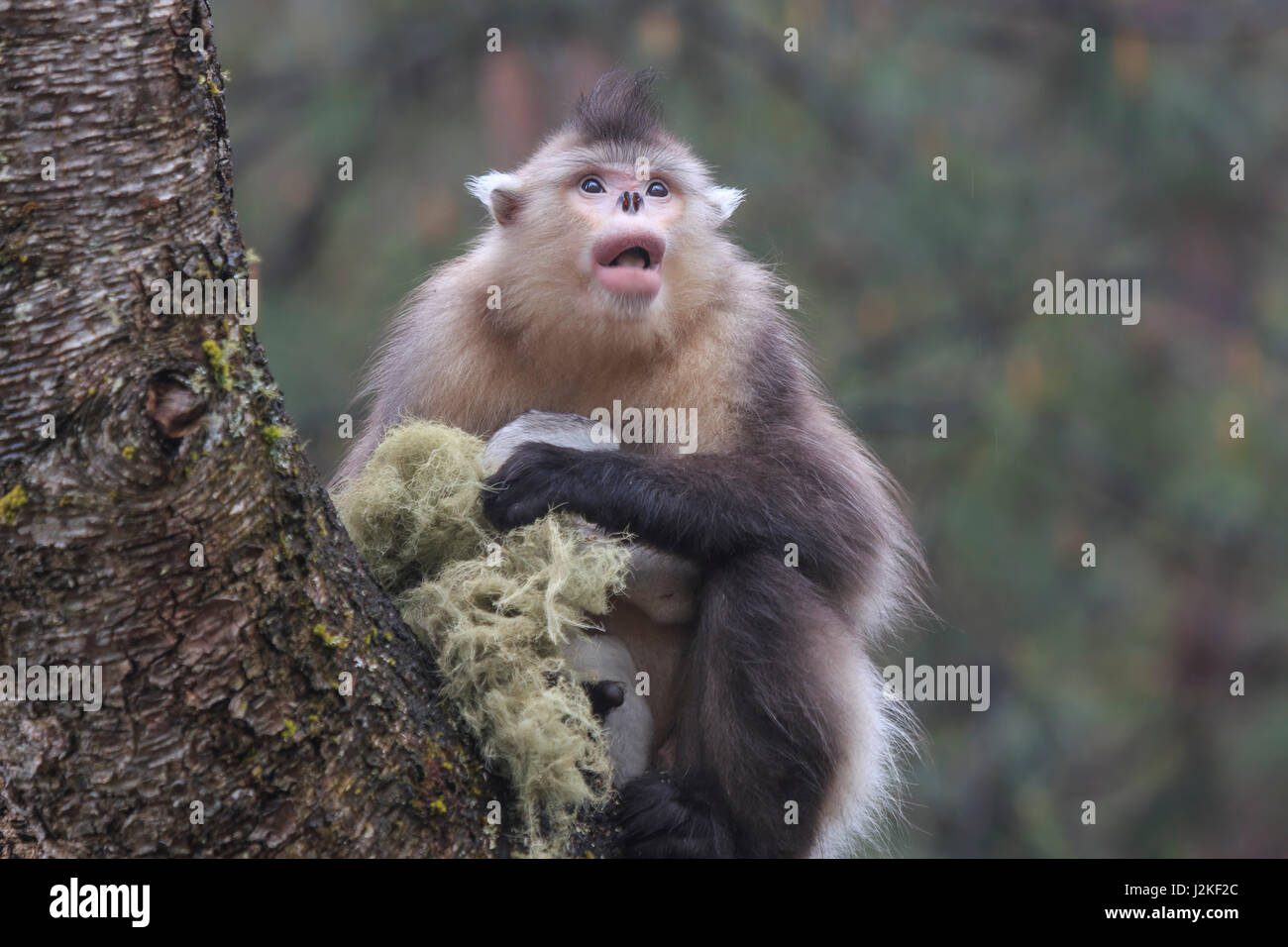 Tonkin snub nosed monkey hi-res stock photography and images - Alamy