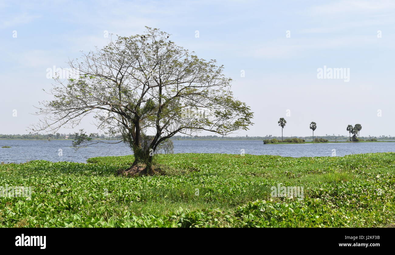 Large beautiful tree and Tonle bati lake peaceful natural landscape in ...