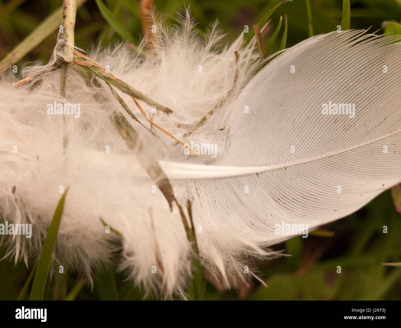Feather Falling Stock Photos & Feather Falling Stock Images - Alamy