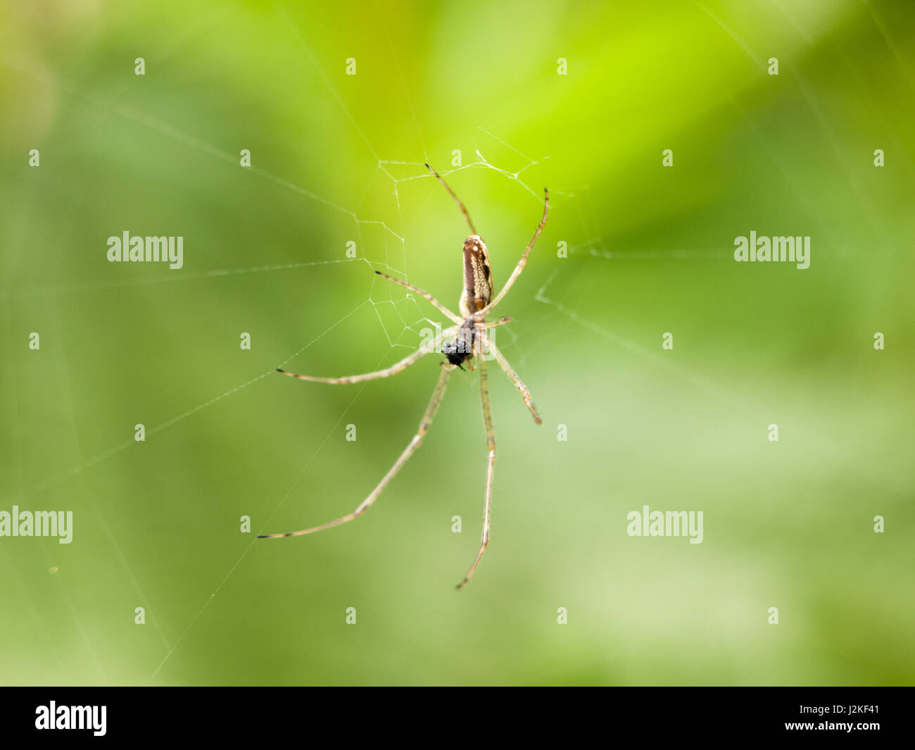 a spider hanging down close up on a web in the spring light with detail ...