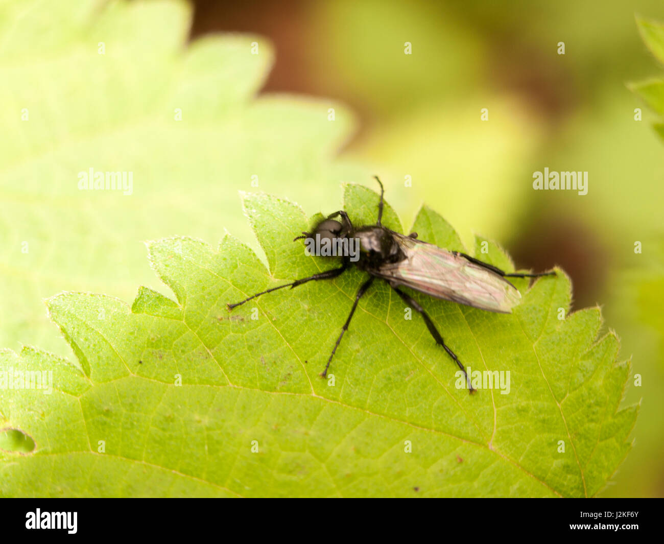 big black fly with wings eyes and legs on leaf outside in shade and ...