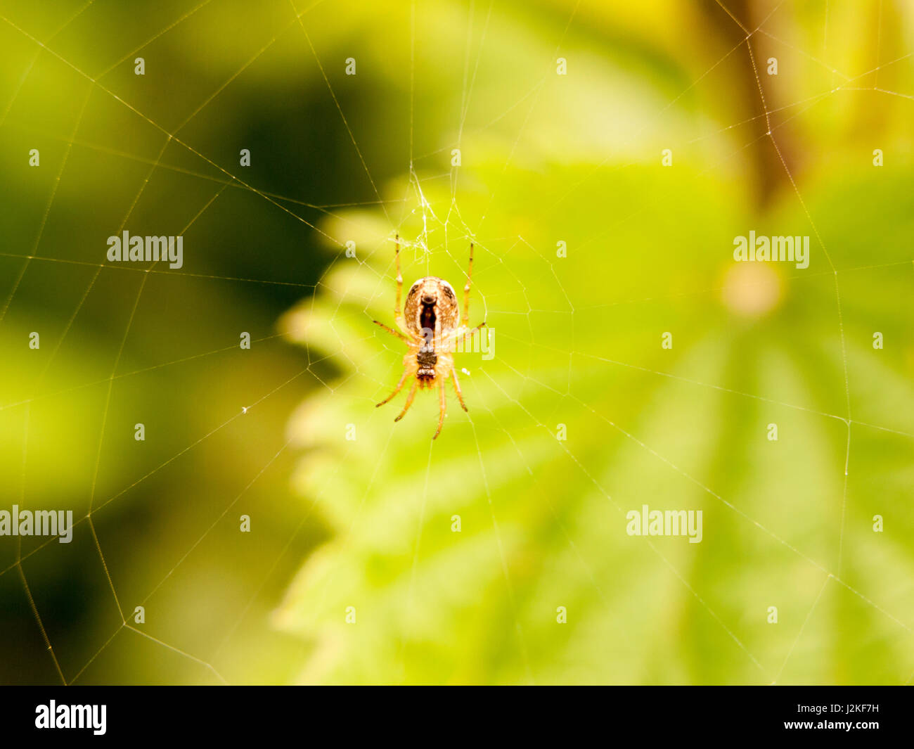 Real spooky spiders web hi-res stock photography and images - Alamy