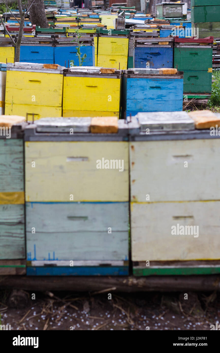 vertical view of colored beehives in a green garden springtime ...