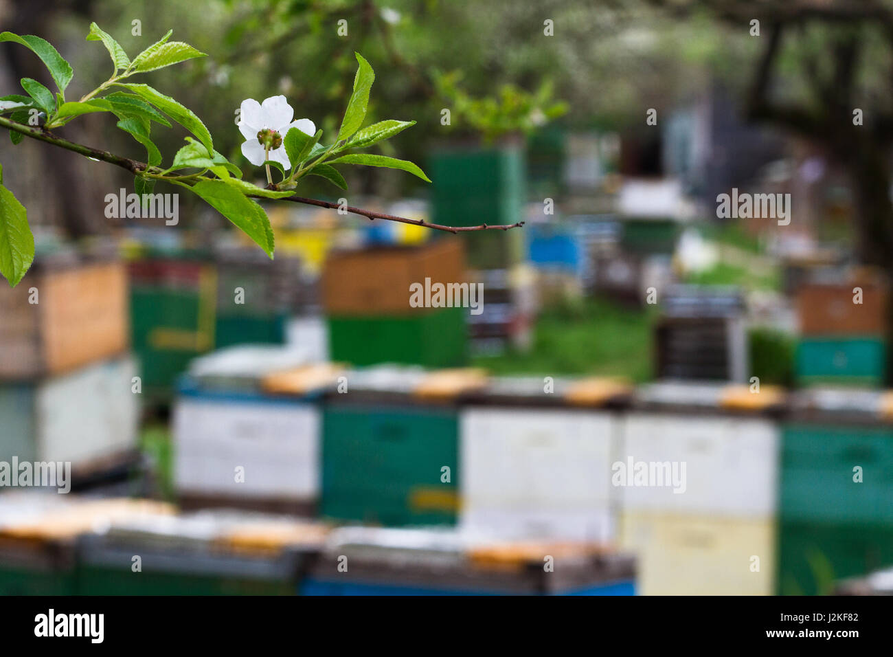 colored beehives in a green garden with blooming tree white flower in ...