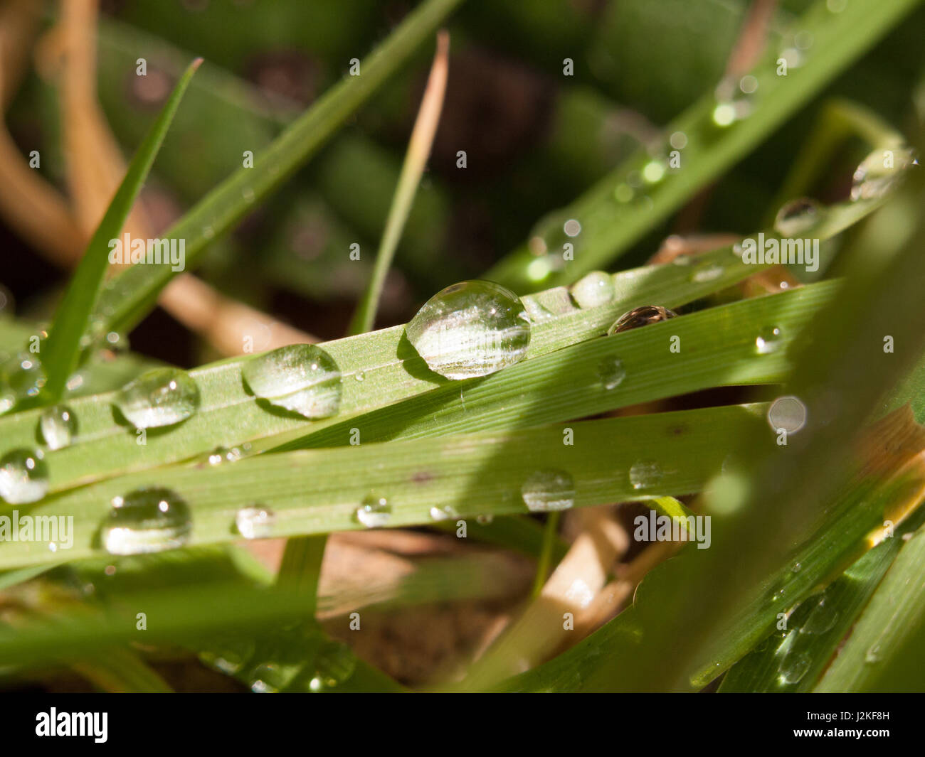 lush wet grass with big blobs of water droplets and lovely spring light ...