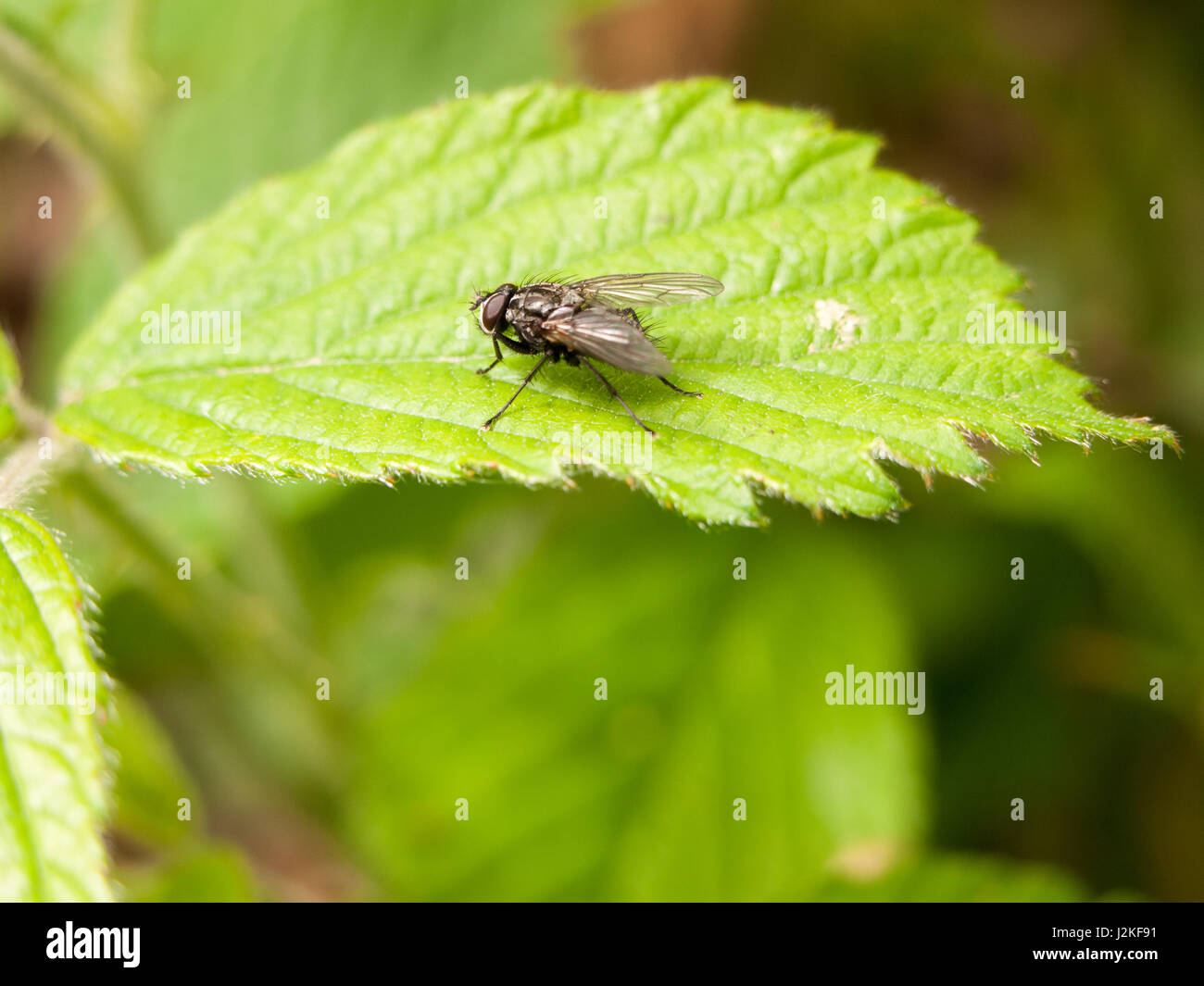 a normal common fly outside in the forest resting upon a leaf close up ...